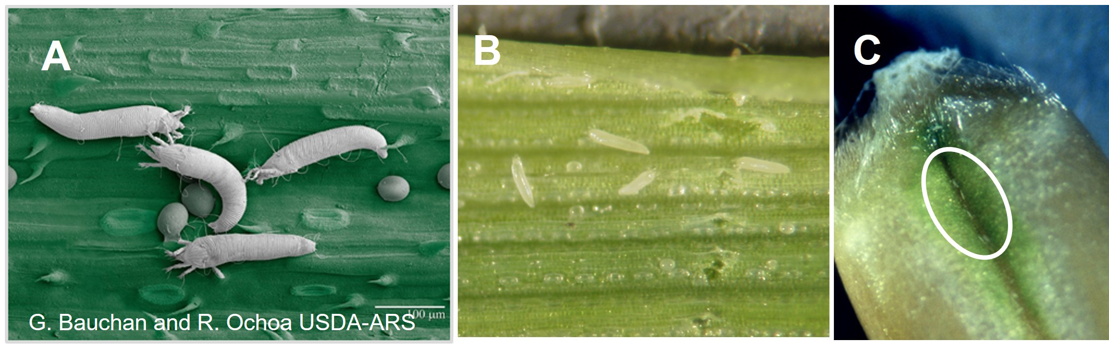: Mite-Transmitted Virus Disease Complex of Wheat in the Great Plains ...