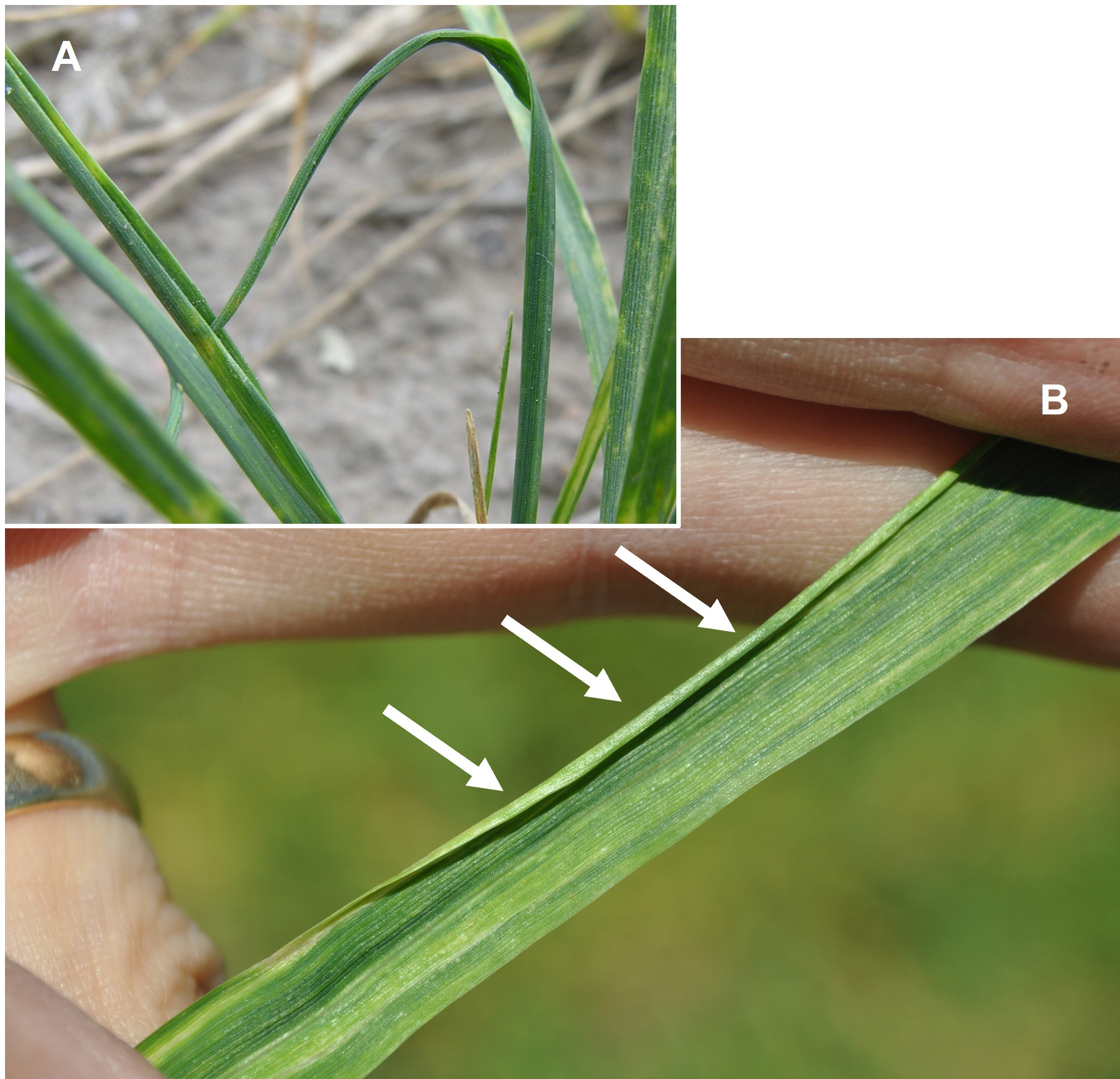 : Mite-Transmitted Virus Disease Complex of Wheat in the Great Plains ...