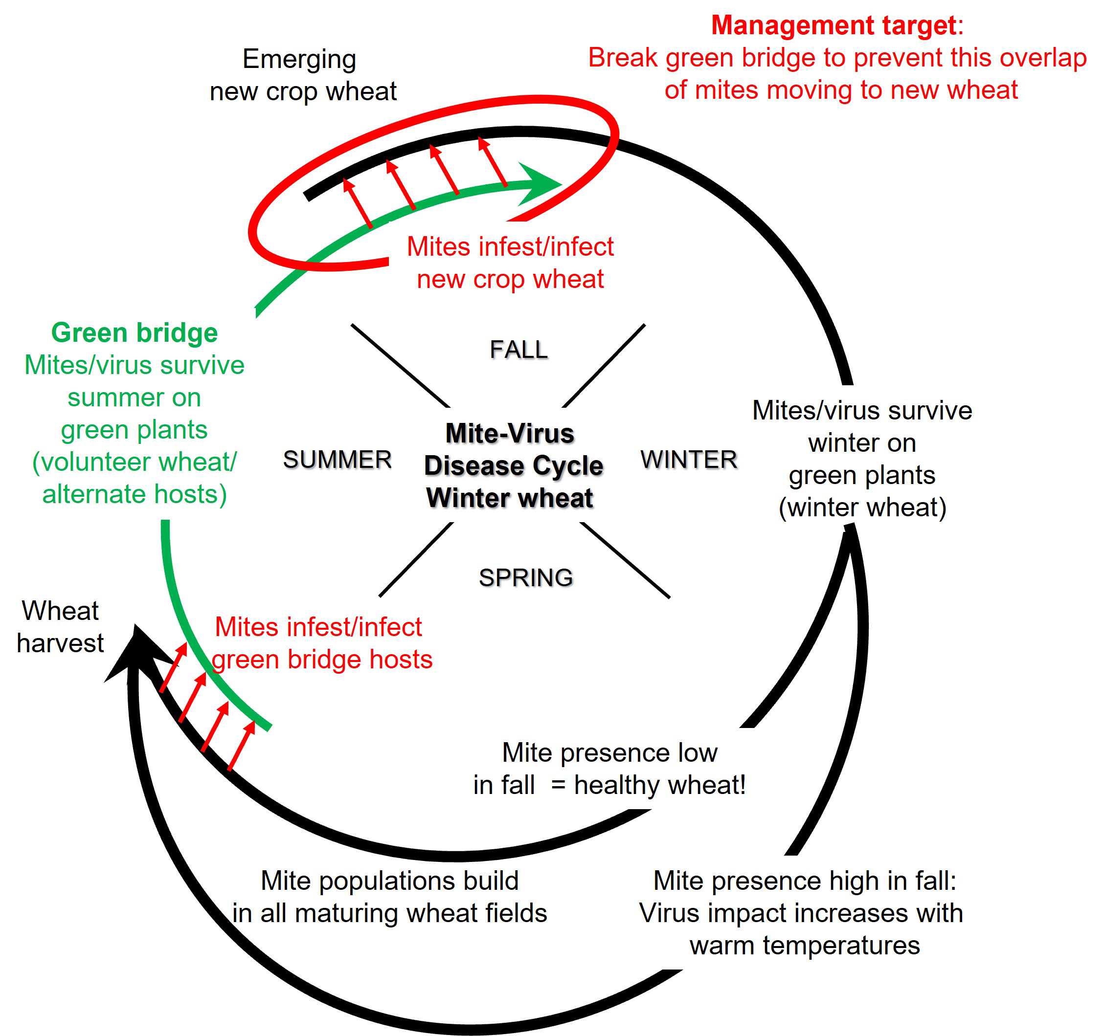 : Mite-Transmitted Virus Disease Complex of Wheat in the Great Plains ...