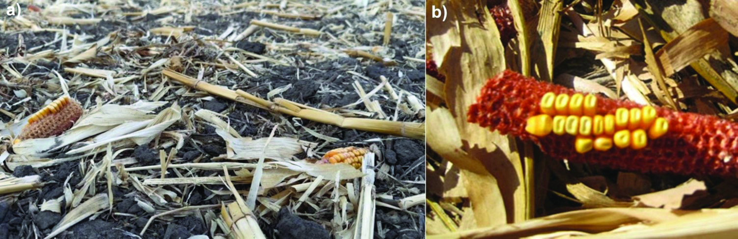 Management of Herbicide-Resistant Corn Volunteers in Corn and Soybean ...
