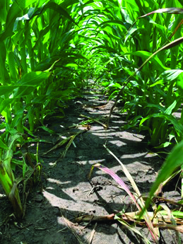 Management of Herbicide-Resistant Corn Volunteers in Corn and Soybean ...