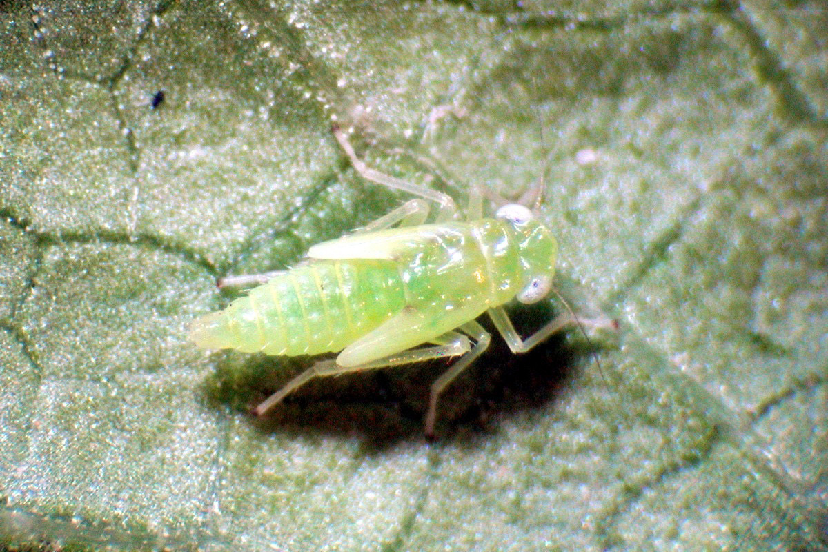 Potato Leafhopper Management in Alfalfa (G1136)