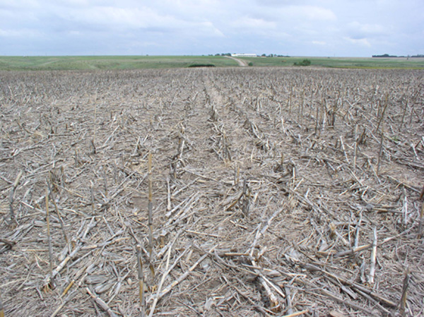 Figure 3. Corn and wheat residue in spring after corn harvest followed ...
