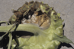 Figure 3. Initial watery, soft rot, followed by dried, brown tissues.