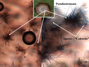Figure 5. Microscopic top view of pseudostromata without spores (left ...