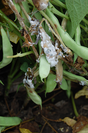 Figure 2. White moldy growth on pods and stems, characteristic of ...