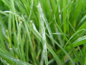 Figure 1. Powdery mildew on Kentucky bluegrass.