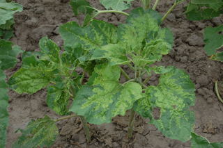 Figure 7. Systemic infection of two adjacent sunflower plants with ...