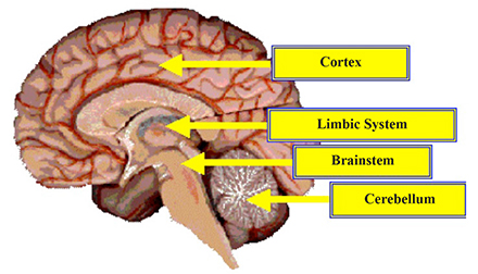Figure 1. The parts of the brain associated with children’s learning.