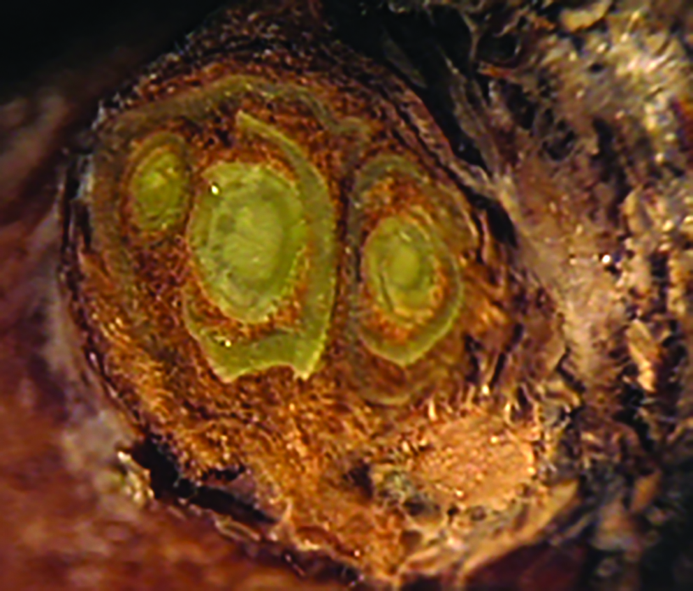 Grape Growing for the Home Garden (G2279)