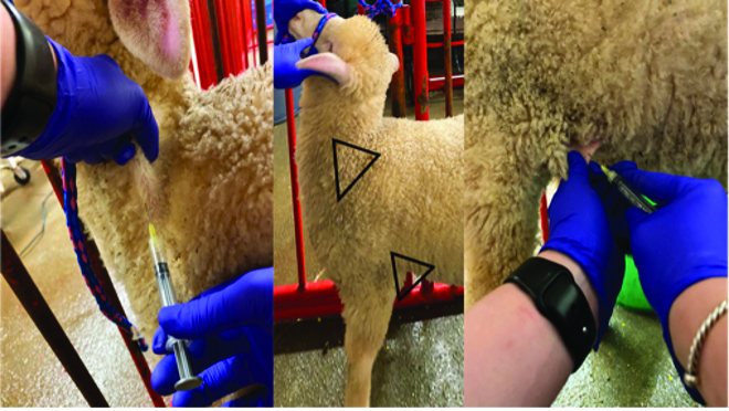 The Basics of Vaccinating Sheep and Goats (G2339)