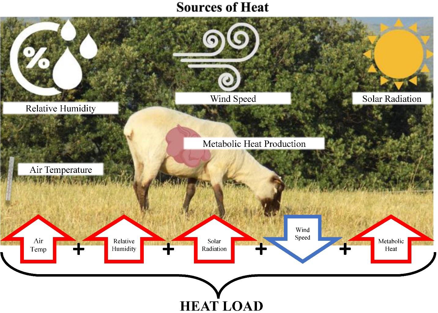 Managing Sheep and Goats for Heat Stress