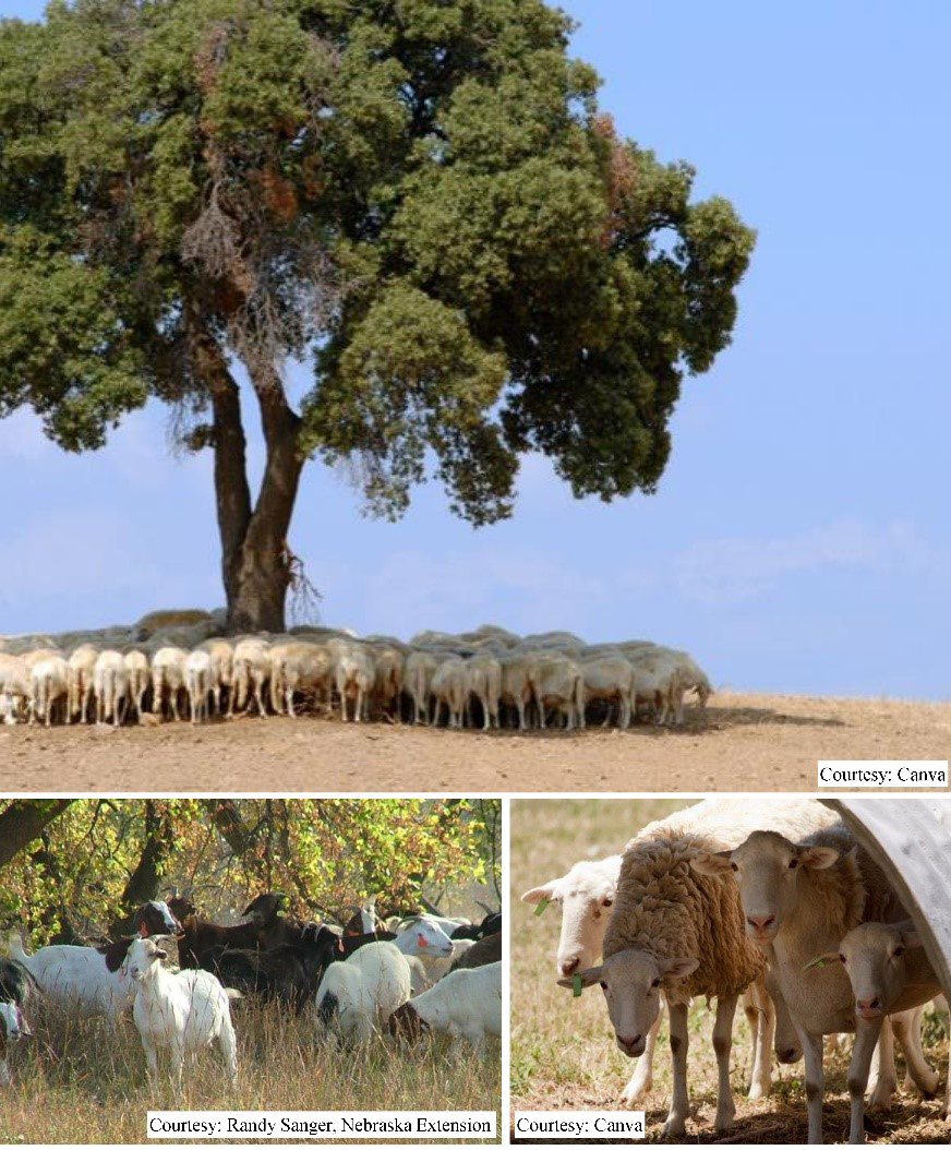 Managing Sheep and Goats for Heat Stress